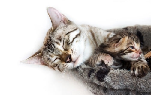 Comment choisir la race de son chaton ? - Photos de chatsPhotos de chats