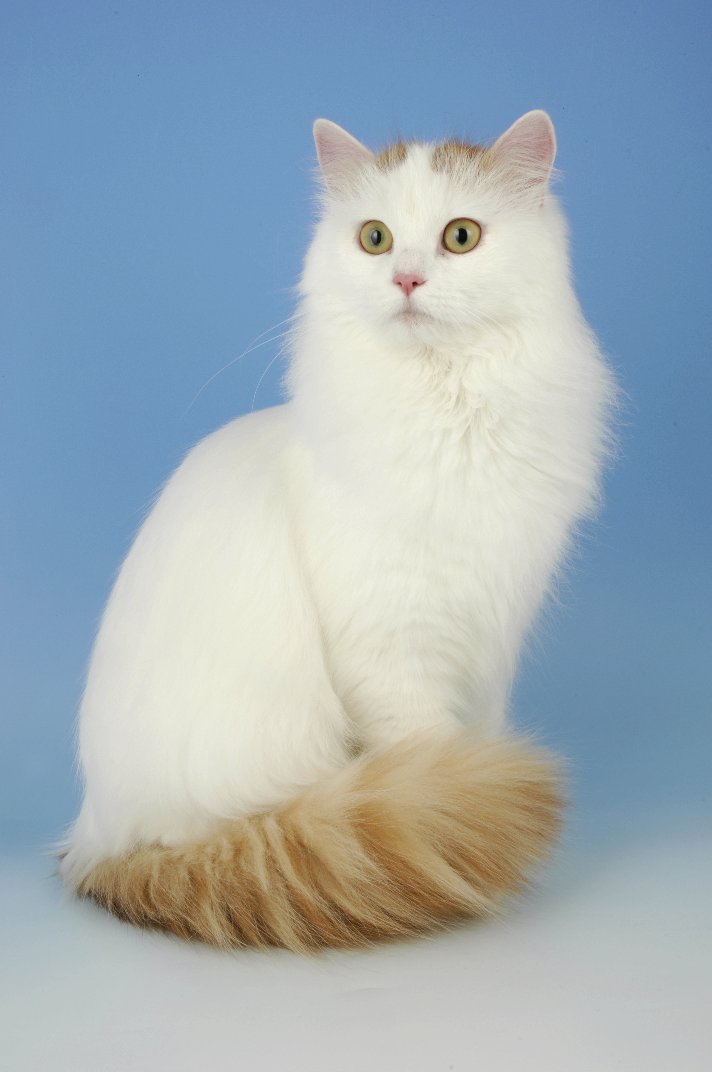 Photos Turkish Van - Photos de chats