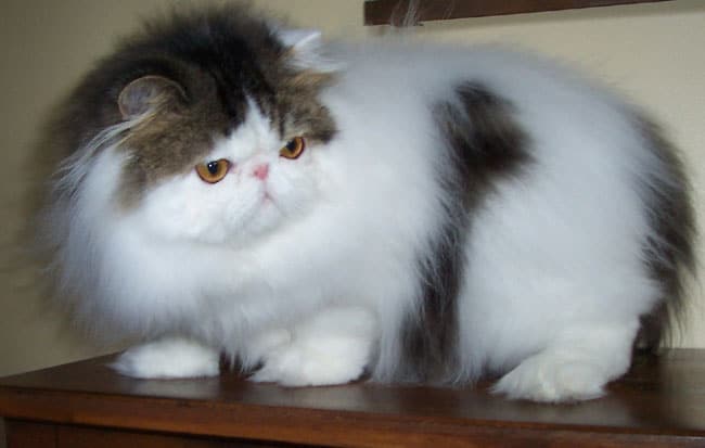 Photos de chats persans - Photos de chats