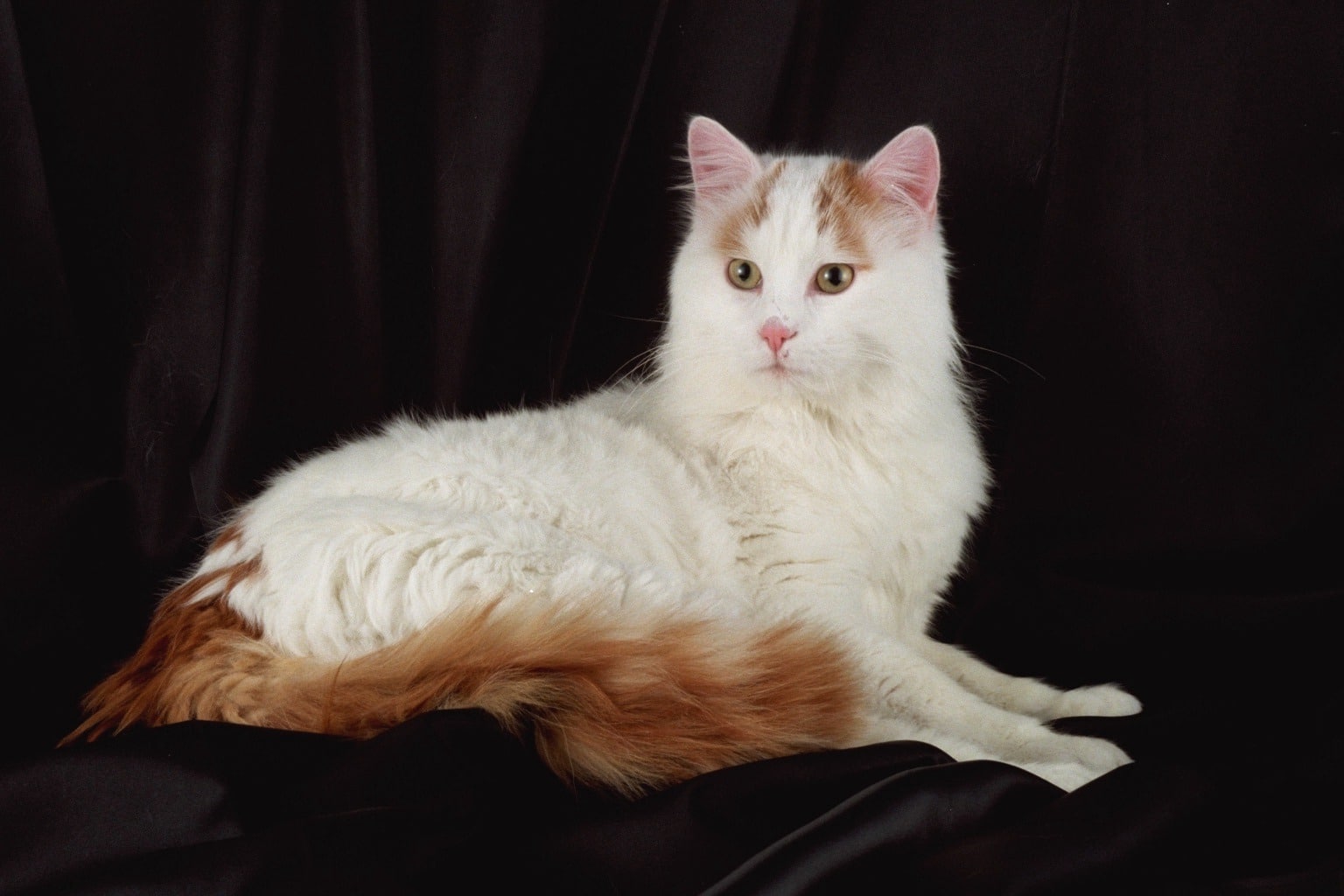 Photos Turkish Van - Photos de chats